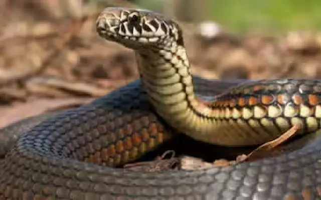 Man Brings Snake to Hospital for Accurate Treatment in Belagavi