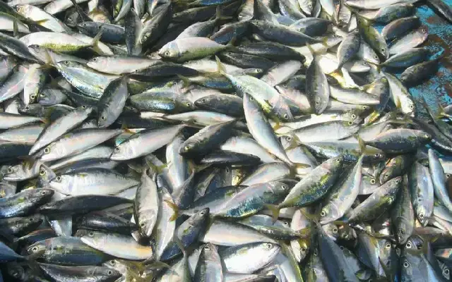 Fish Supply Challenges During Monsoon Season in Coastal Karnataka ...