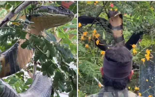 Chilling Footage of Massive 12-Foot King Cobra Rescued in Agumbe Forest ...