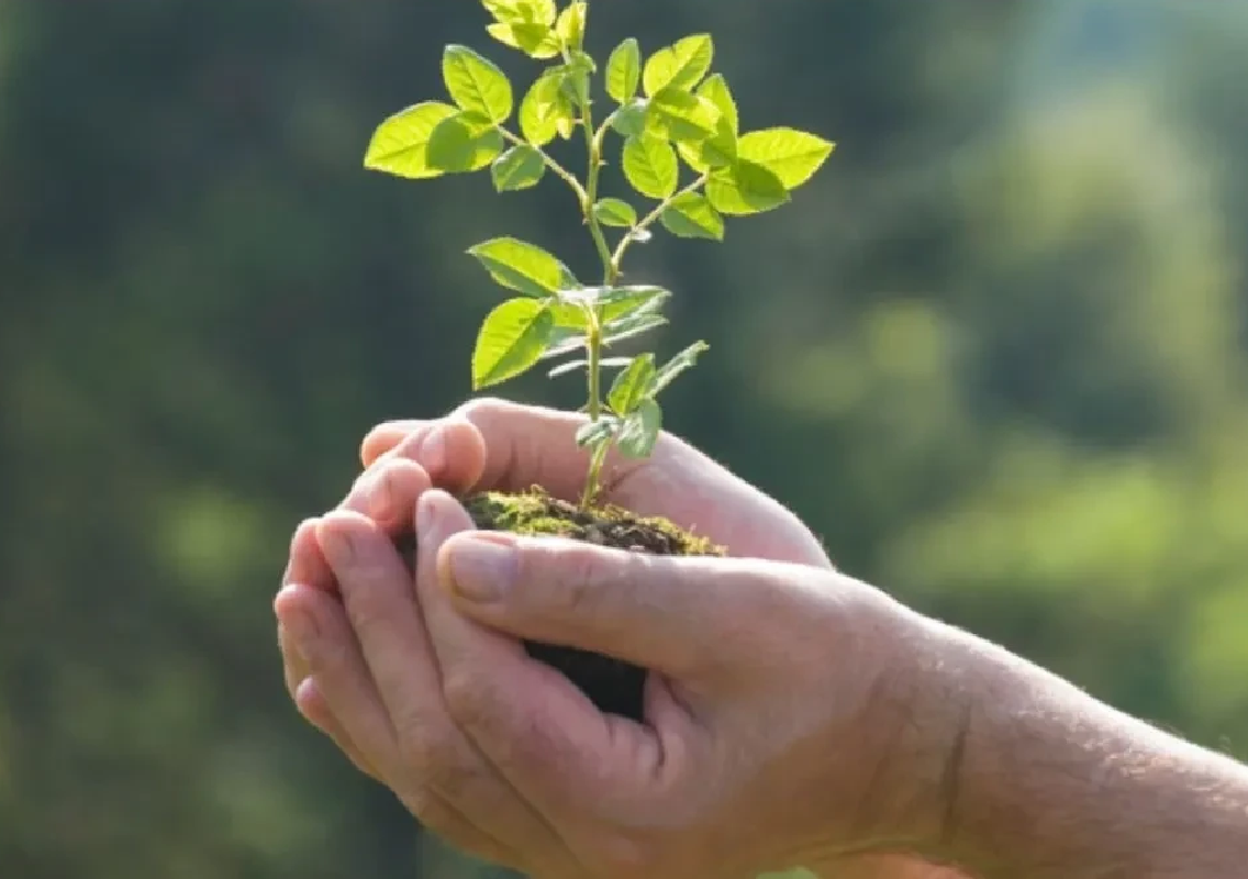 MOD's 78th Independence Day Tree Planting Drive | News Karnataka