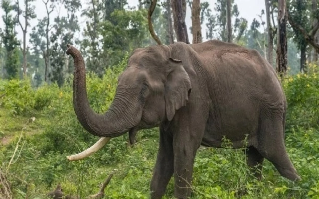 Wild Elephant Tramples 72-Year-Old Woman to Death in Kodagu | News ...