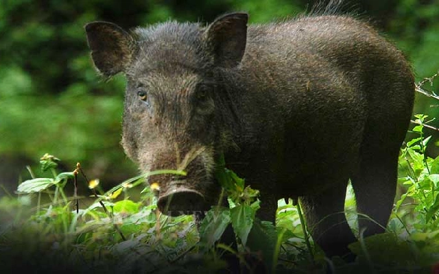 Wild Boar Attacks Leave Several Injured in Odisha | News Karnataka