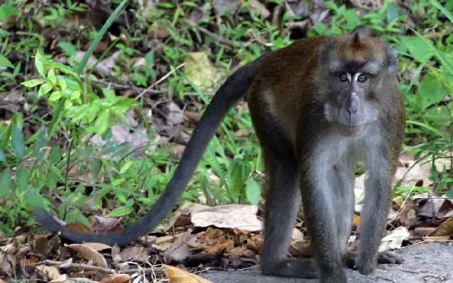 Farmer Innovates Solar-Powered Solution to Tackle Monkey Menace | News ...
