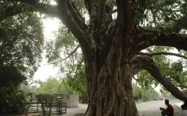 Bengaluru’s Tree Census: Mapping the City’s Green Future | News Karnataka
