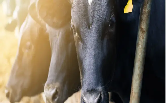 Cow Severely Injured After Biting Crude Bomb in Chamarajanagar | News ...