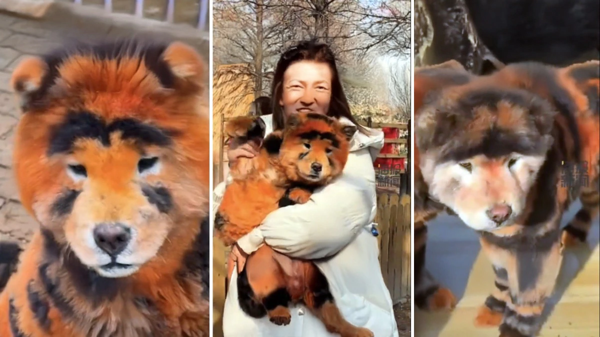 Chinese zoo faces criticism for dyeing dogs to look like tigers | News ...