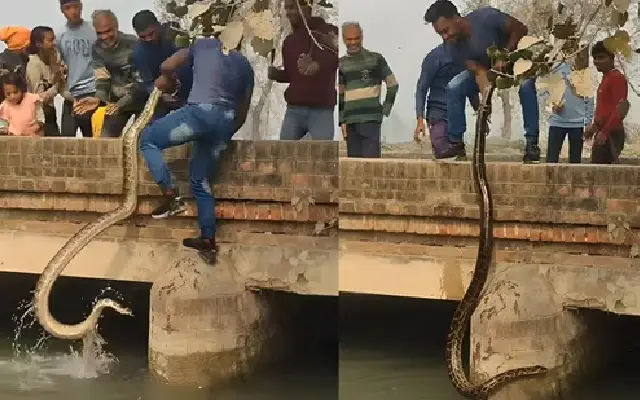 Fearless Snake Handler Pulls Giant Python from Canal in Viral Video ...