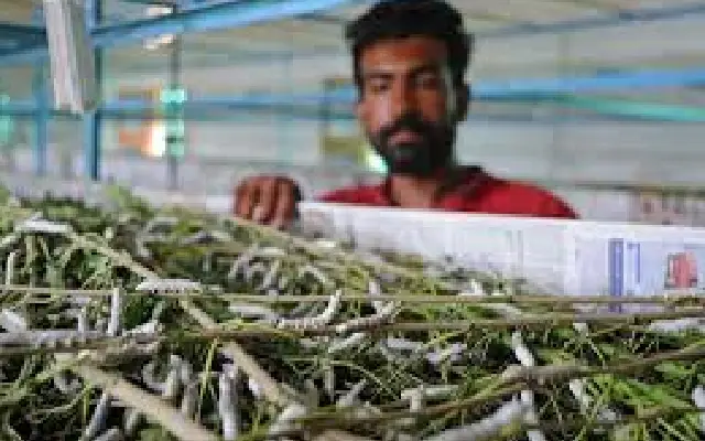 Sericulture in Karnataka Faces Challenges Amid Climate Change and ...