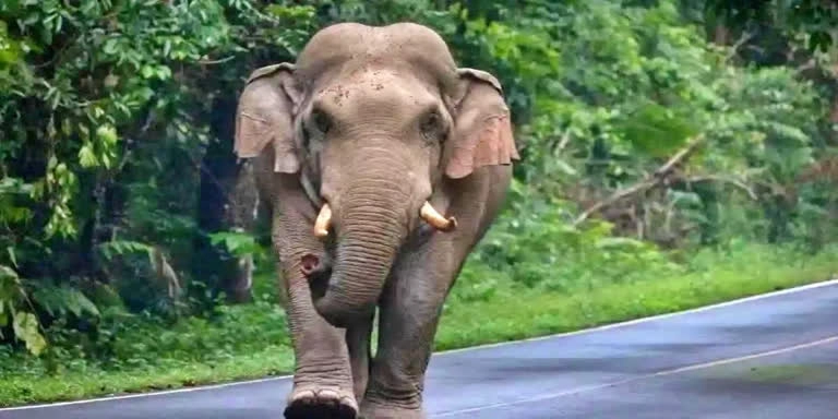 Fresh panic in Koltige after another elephant sighting following fatal ...