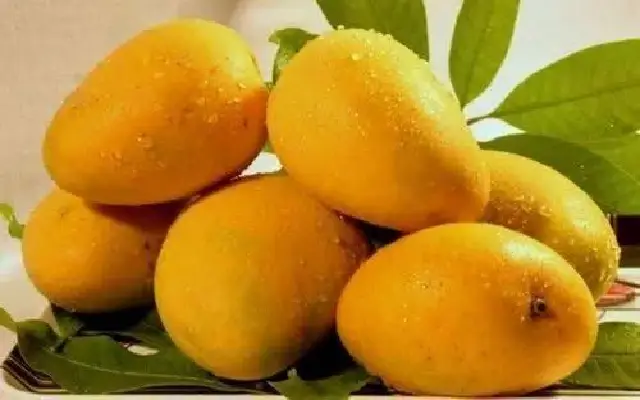 Koppal: The Unique Mango Hub of North Karnataka | News Karnataka