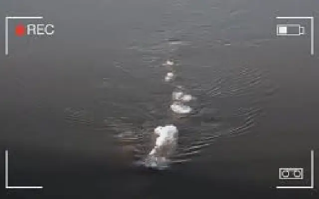 Viral Sea Monster Video: The Truth Behind the Digital Hoax | News Karnataka