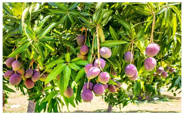 Miyazaki Mango: The World’s Most Expensive Fruit | News Karnataka