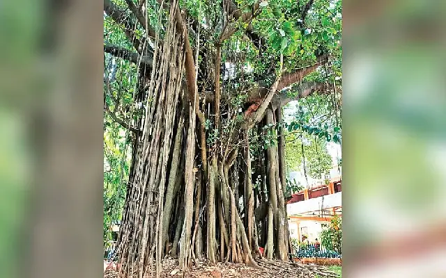 Cantonment Tree-Cutting Plan Sparks Outrage in Bengaluru | News Karnataka