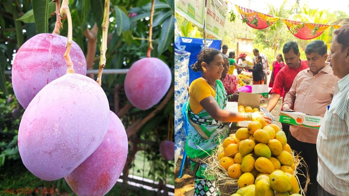 Dharwad’s mango magic returns: Mango Mela to offer sweet relief and ...