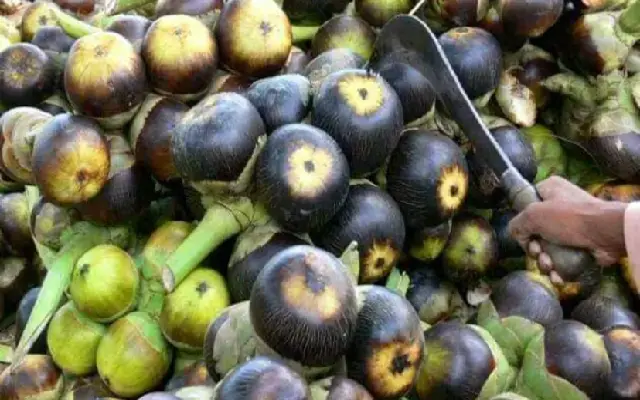 Bengaluru’s Cool Summer Delight Turns Costly as Ice Apple Prices Soar ...