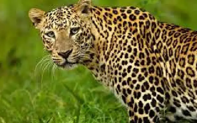 Bengaluru Crowned ‘Leopard Capital' of India: 80+ Big Cats Roam City's ...