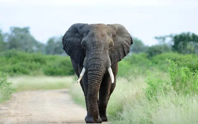 Tusker Terror Ends: 12-Year-Old Wild Elephant Captured in Udupi | News ...