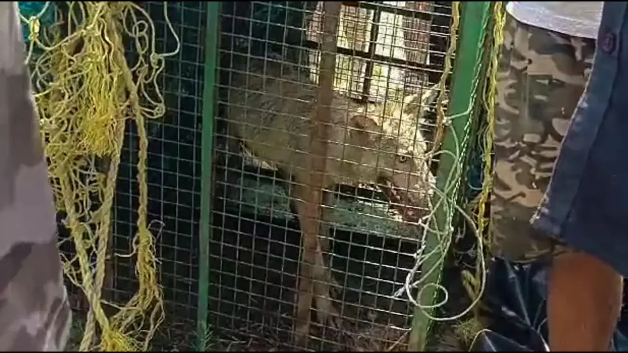 Female wolf captured after toddler’s mauling revives terror of past ...
