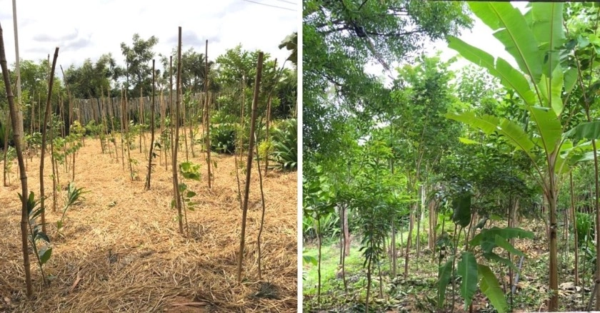 From bushes to biodiversity: SBI's Jan-Van transforms Gadag hill into ...