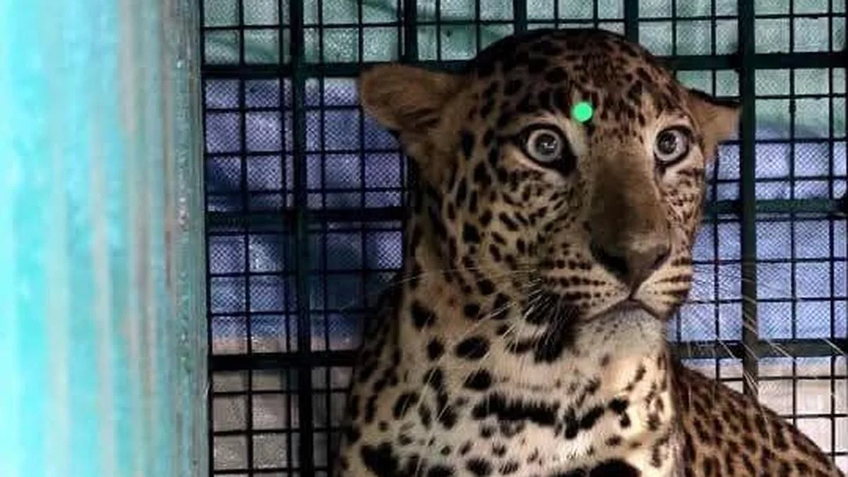 Injured leopard captured safely near Nilgiris villages, sent to MTR for ...
