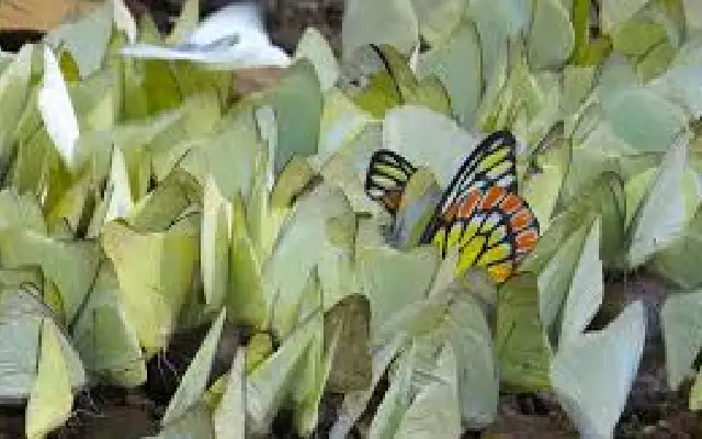 Kerala's Aralam Forest to Become India’s First Official Butterfly ...