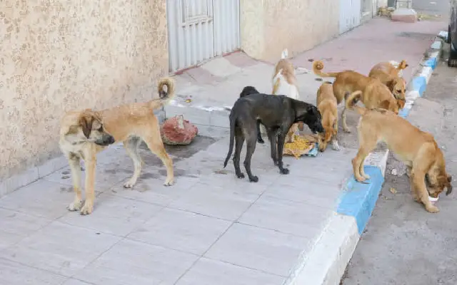 Elderly Man Mauled to Death by Stray Dogs Amid BBMP’s ‘Chicken Meal ...
