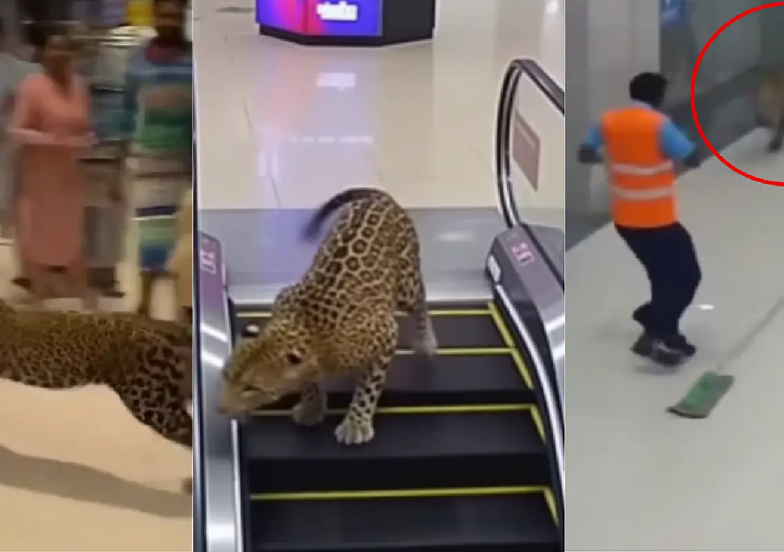 Fact Check: Viral ‘Leopard in Mumbai Mall’ Video Is AI-Generated | News Karnataka