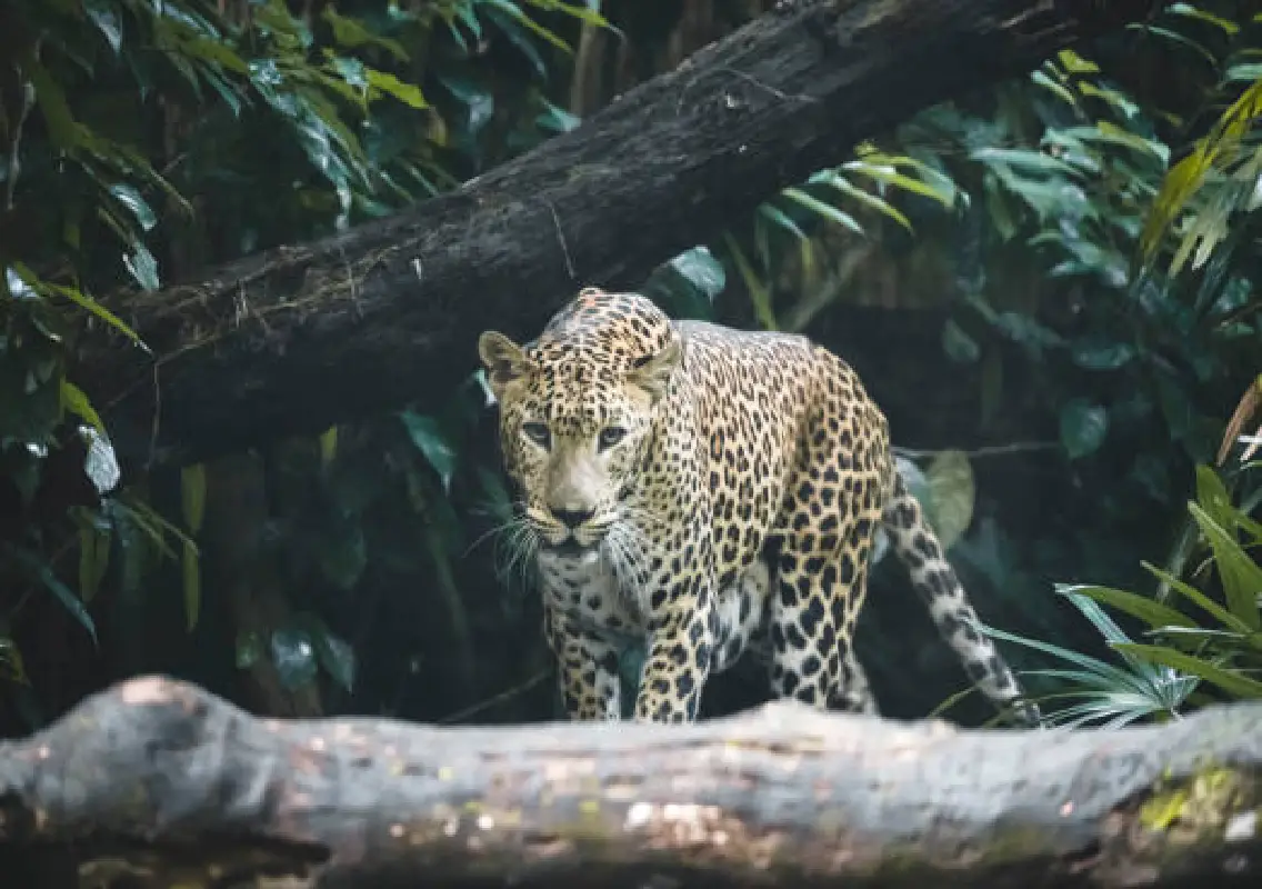 Leopard trapped in Wayanad after days of fear in Cheeral village | News ...