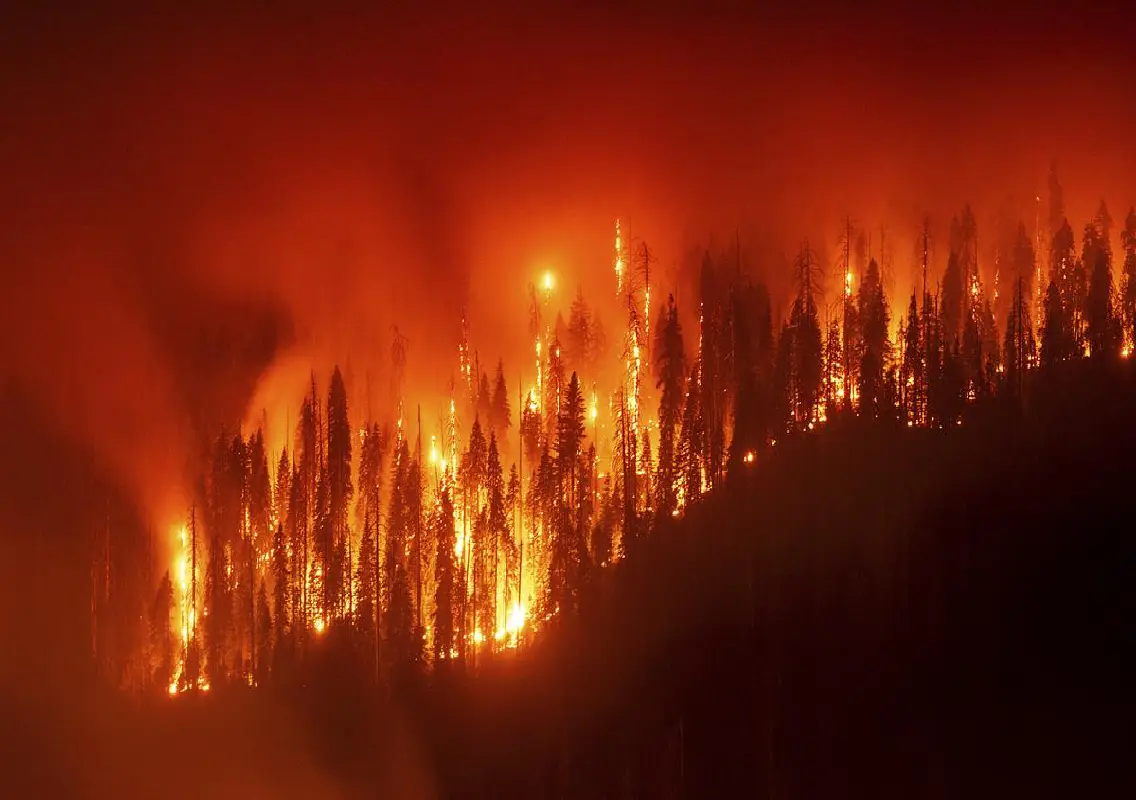 Uttar Pradesh most affected as wildfires impact 1.5 crore people in ...