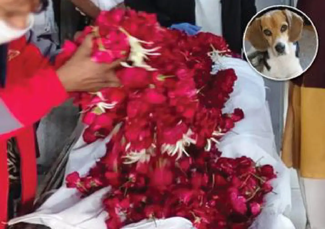 Rabies death in Gandhinagar sparks alarm over dog safety and awareness ...