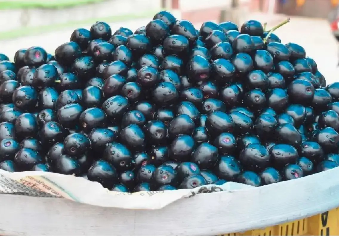Jamun fruit sees huge demand in Karnataka markets | News Karnataka