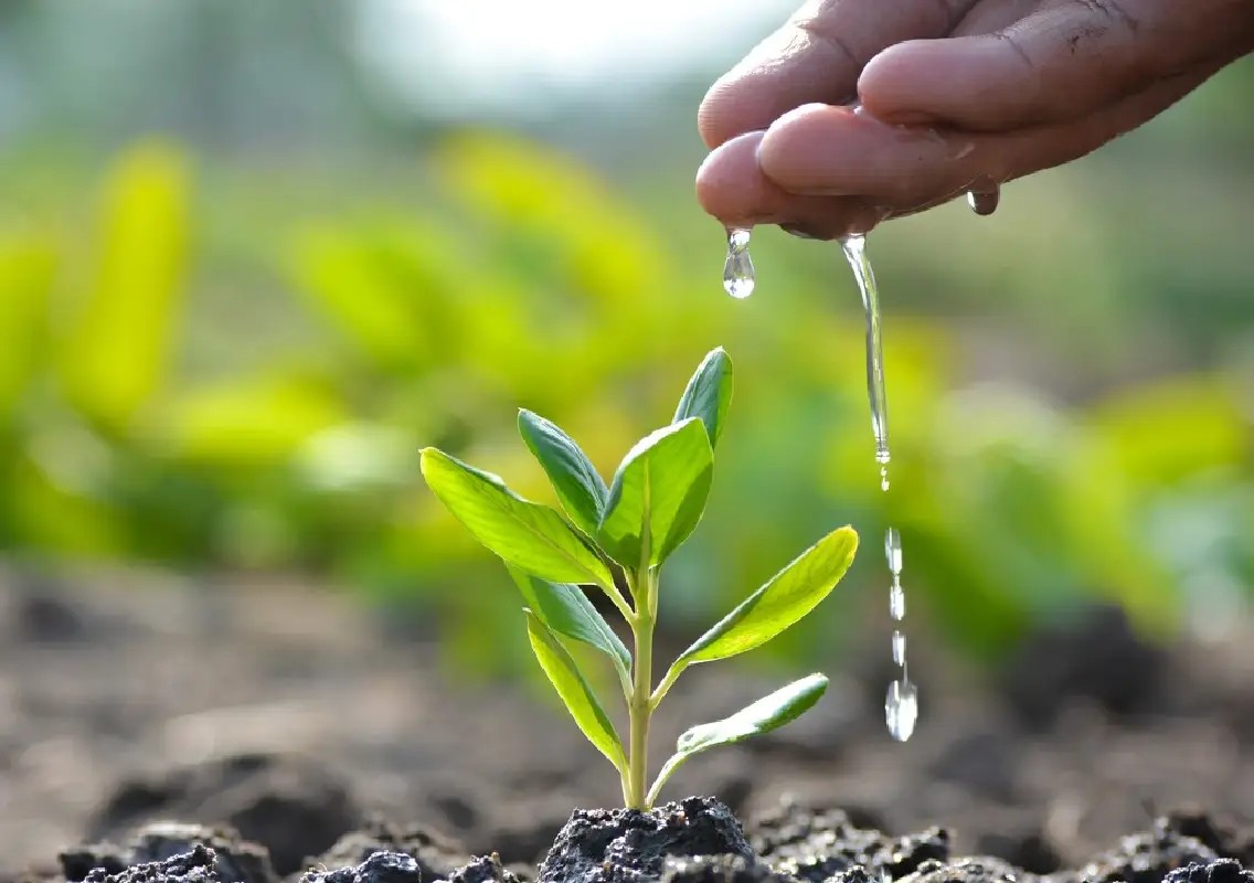 BDA plans to plant 15 lakh saplings in a single day across Bengaluru ...