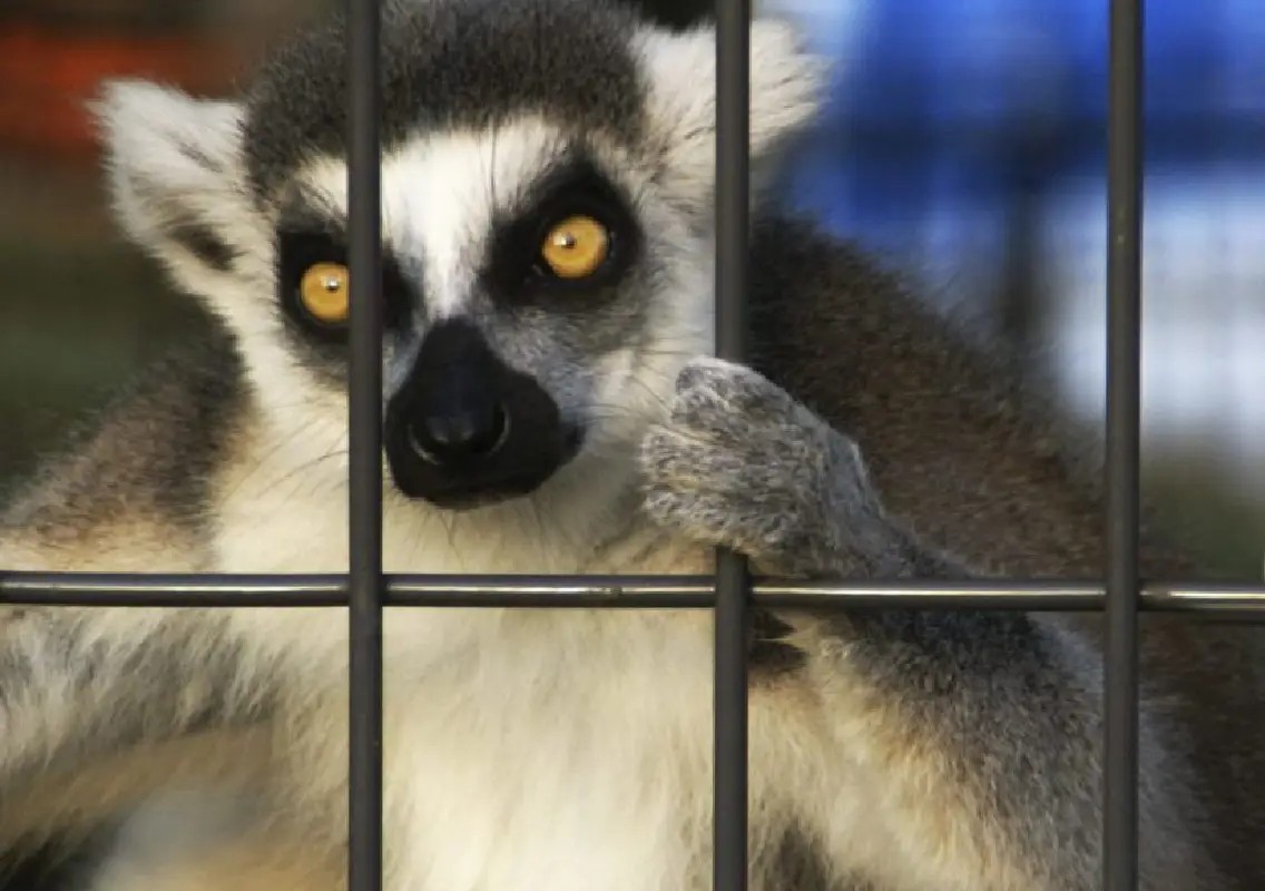 Bengaluru wildlife raid uncovers exotic animals worth ₹2 crore | News ...