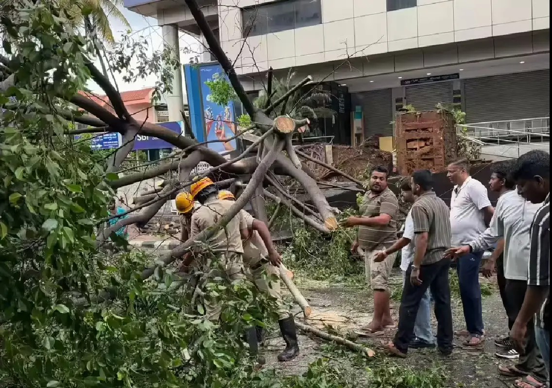 Huge tree crash damages bus shelter, sparks safety concerns | News ...