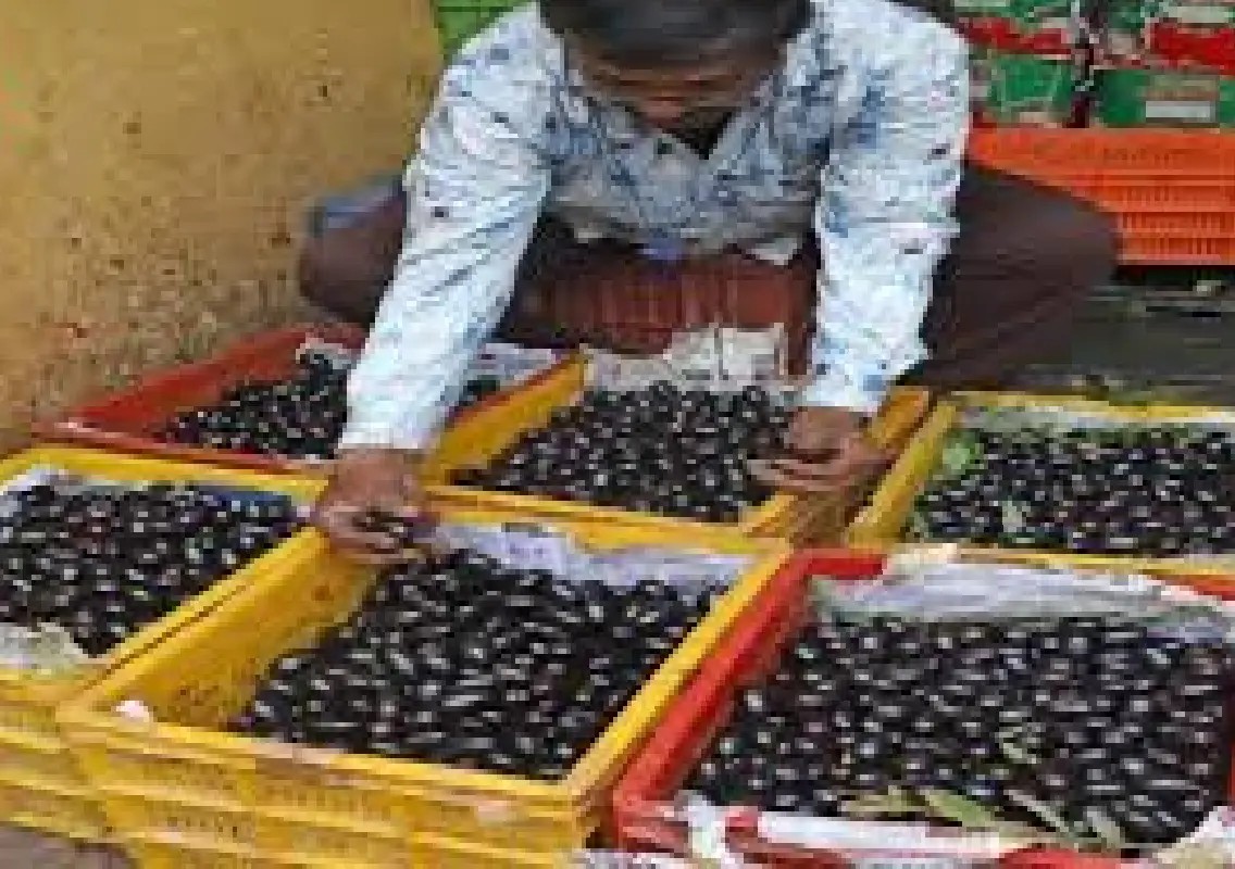 Jamun floods Bengaluru markets as bumper harvest drives prices down ...